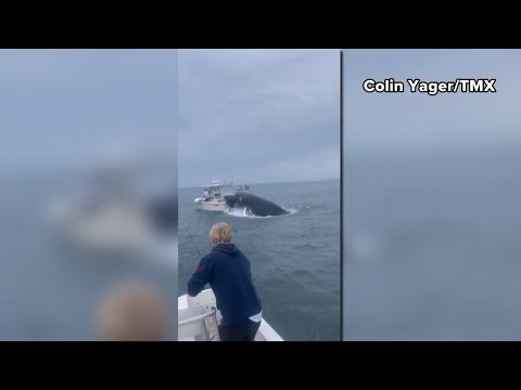 Whale surfaces, capsizes fishing boat off New Hampshire coast
