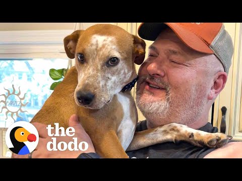 Emaciated Dog Becomes A Brand New Dog In His Forever Home | The Dodo Faith = Restored