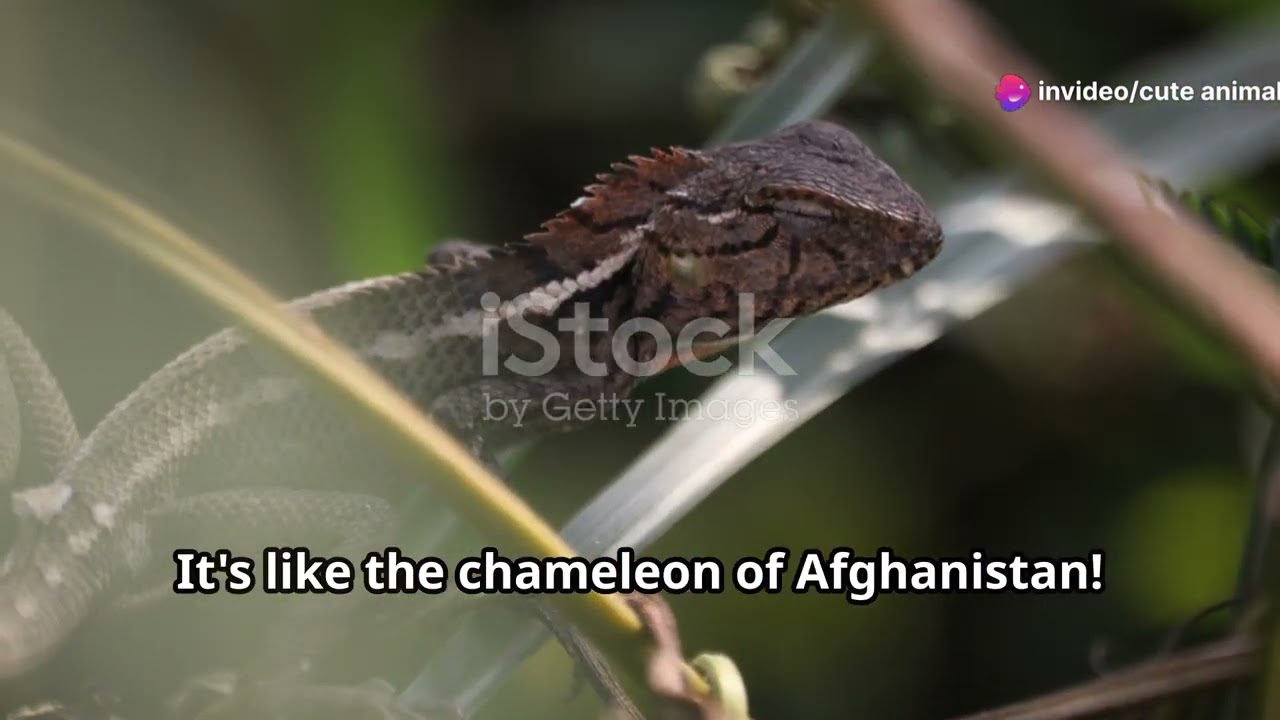 Afghanistan's Reptilian Residents: Exploring the World of Snakes and Lizards #animal2024