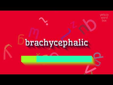 How to say "brachycephalic"! (High Quality Voices)