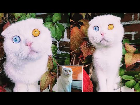 Comparison: Rarest Cat Breeds