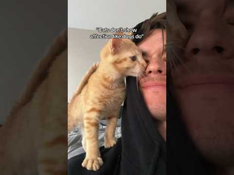 How cats show affection… #cats