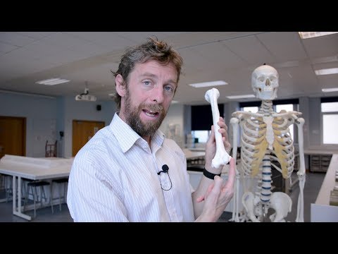 Humerus