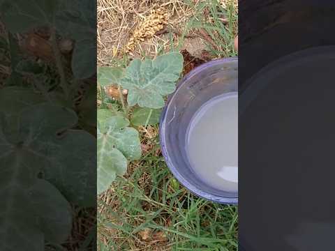 Yeast Fertilizer for All Plants #shorts #naturalfertilizer #yt#gardeningtips