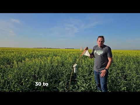 Canola Crop Check: Moisture Depth and Yield Outlook