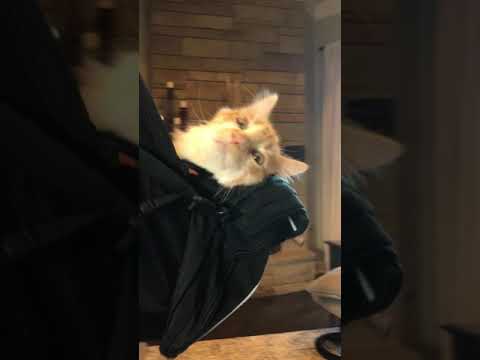 Bringing my cat to school