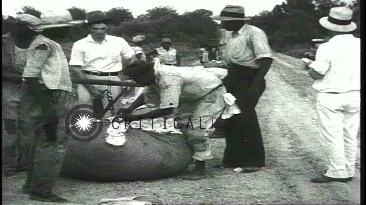 African American cotton pickers pick, gather, weigh and make bundles of cotton in...HD Stock Footage