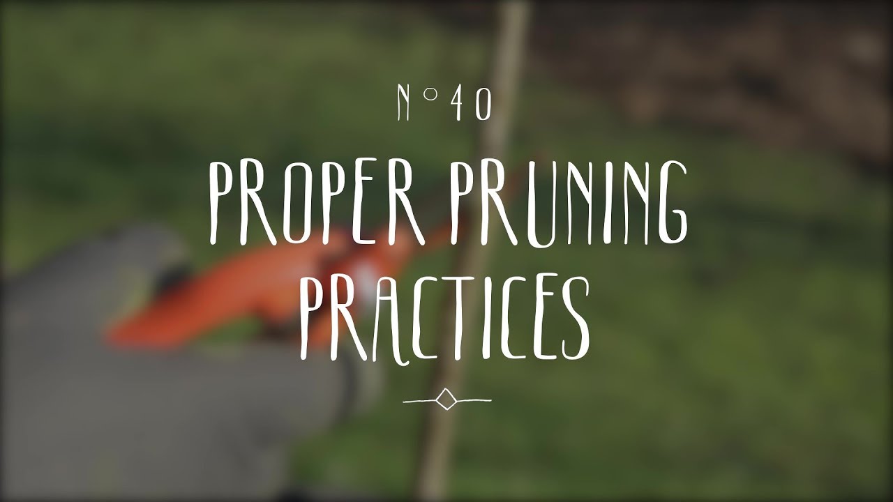 Best practices for pruning trees and shrubs