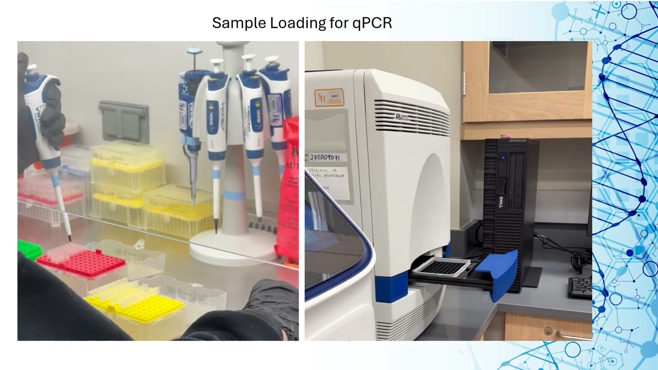 Forensic DNA Quantification