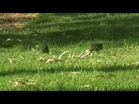 baby pukekos take their first steps