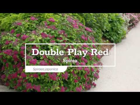 30 Seconds with Double Play® Red Spirea