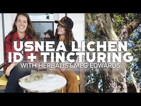 How to Make an Usnea Lichen Tincture with Meg of Flora Wellness - Herbal Foraging