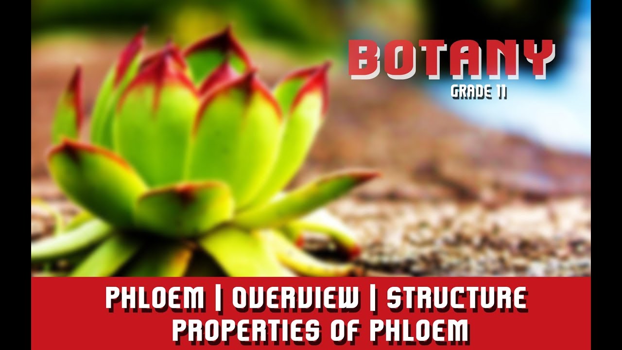 Transport In Plants | Phloem | Overview | Structure | Properties of Phloem | Section 8