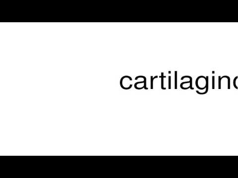 How to pronounce cartilaginous