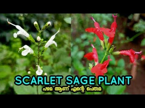 SCARLET SAGE PLANT MALAYALAM RED AND WHITE COLOUR FLOWERS