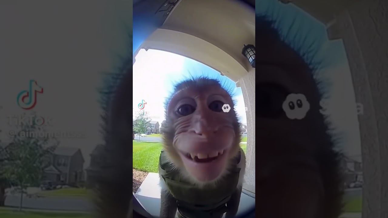 OKIE DOKIE!! #monkey #funny #ai