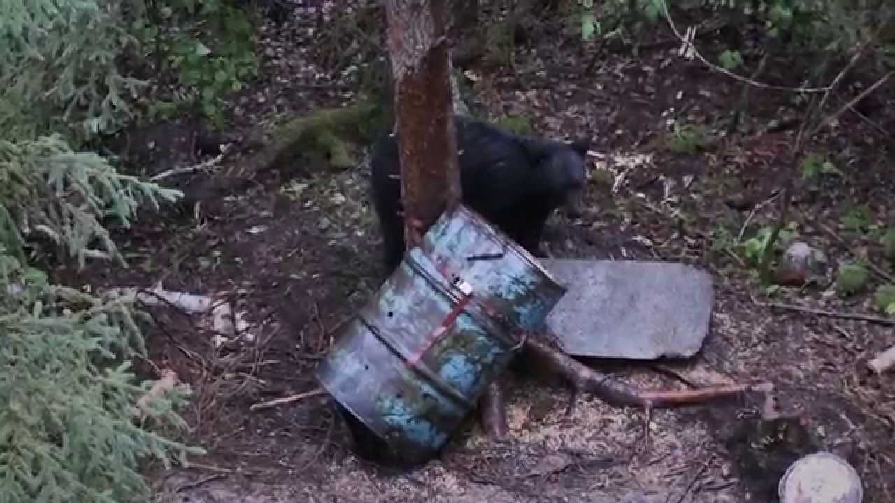 Episode 2: Ontario Spring Bear Hunt