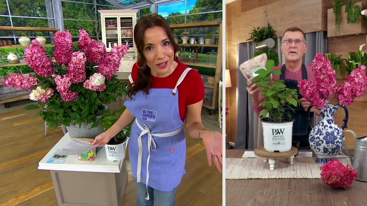 Roberta's Proven Winners Little Quick Fire Hydrangea Flowering Shrub on QVC