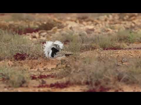 Houbara bustard