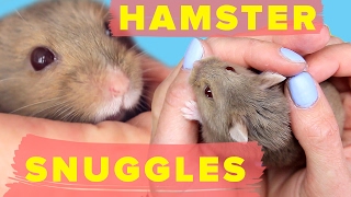 How To Teach Your Hamster To Snuggle