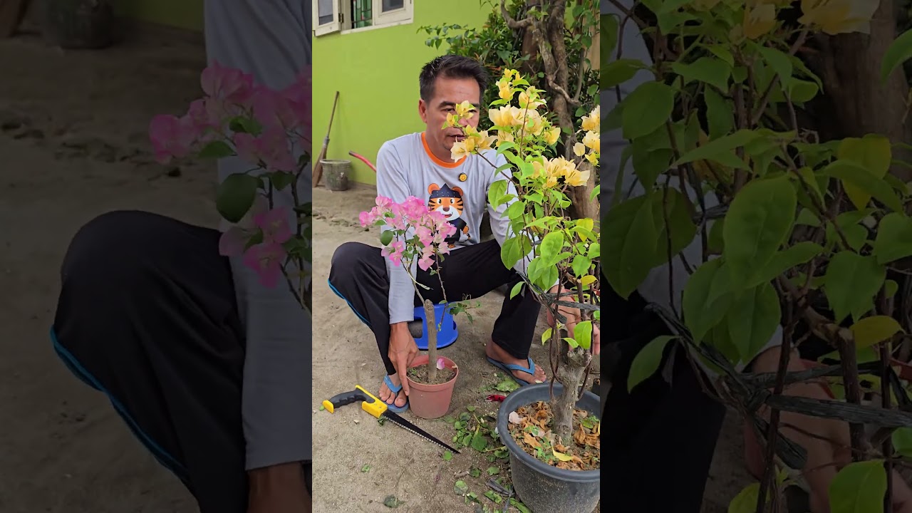 Selling cheap imported bougainvillea seeds #bougainvillea #gardening #paperflowers #ornamental pl...