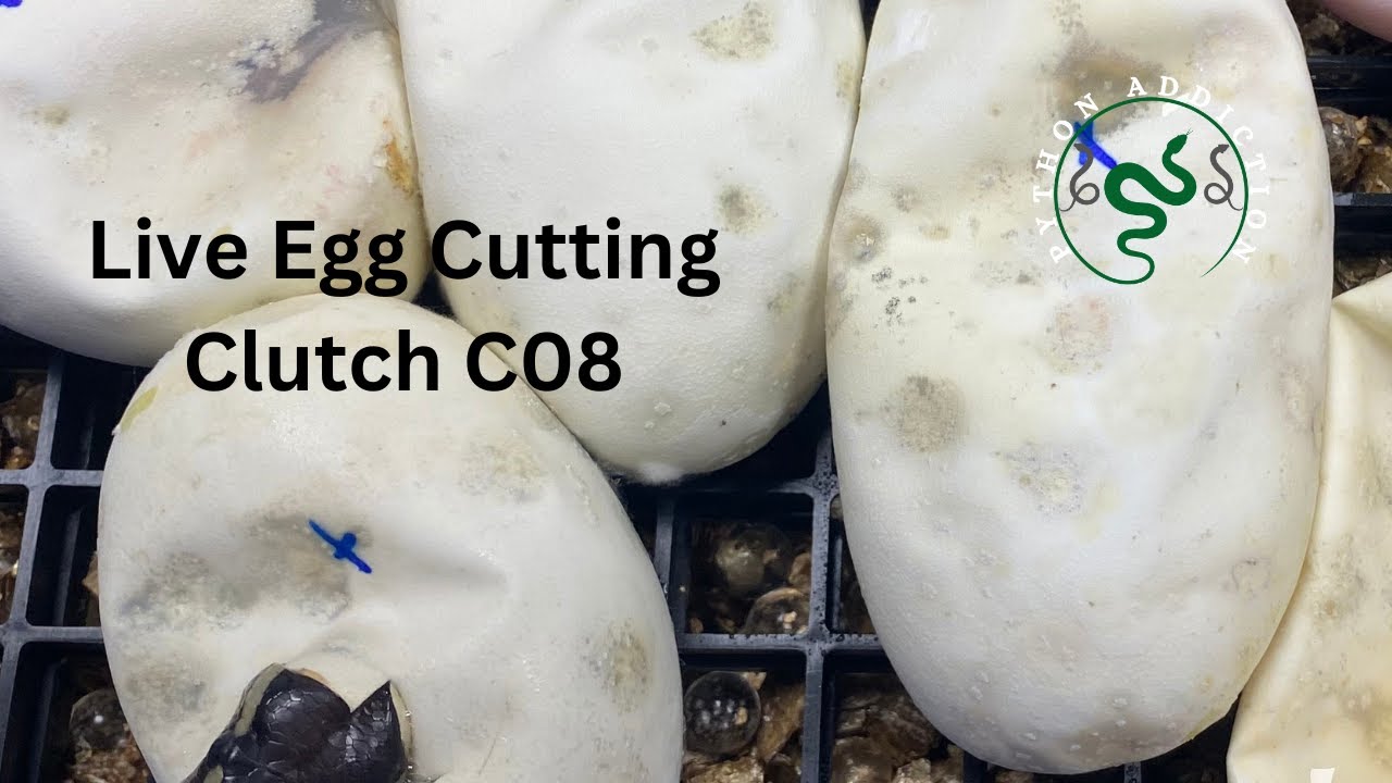 Python Addiction -Live Egg Cutting - Ball Python Clutch C08 - Who's the daddy - Take 2 ????