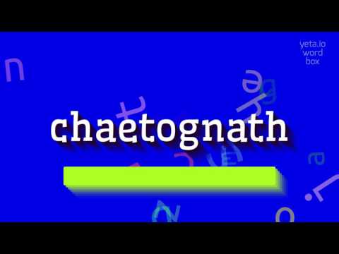 How to say "chaetognath"! (High Quality Voices)