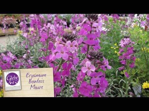 Erysimum Bowles's Mauve Perennial Wallflower | Glebe Garden Centre Leicester