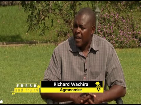"Passion Fruit farming in Kenya is very profitable" - Expert Guide part 1