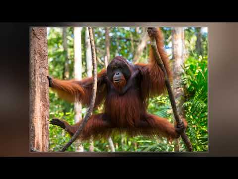Hominidae