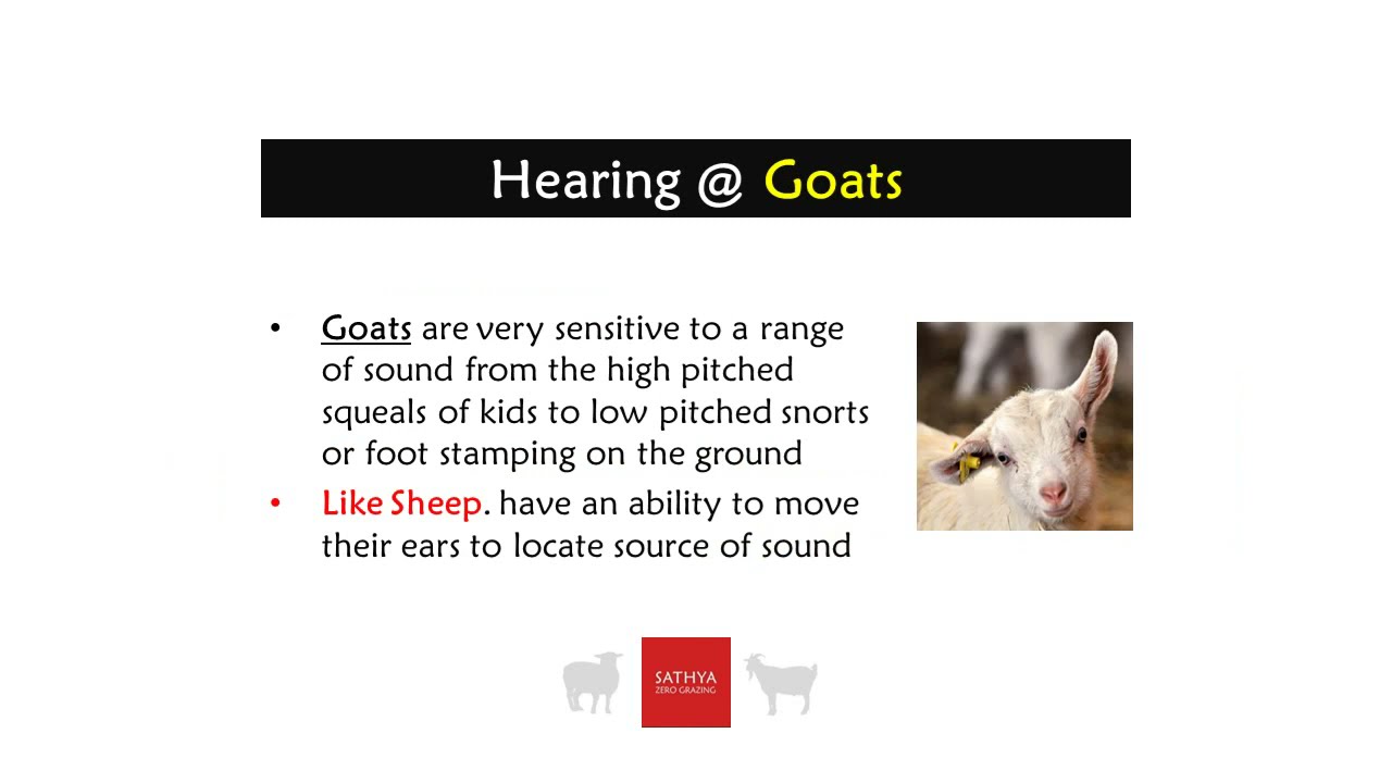 The five basic senses of Sheep & Goats ( PPT Video) #Sheepfarming #Goatfarming #Sathyazerograzing