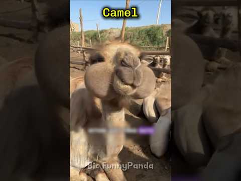 Animals that look cute but can kill you Part 3 #animals #facts #scary