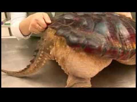 Bullying turtle named after Gordon Brown | Dear Kitty. Some blog