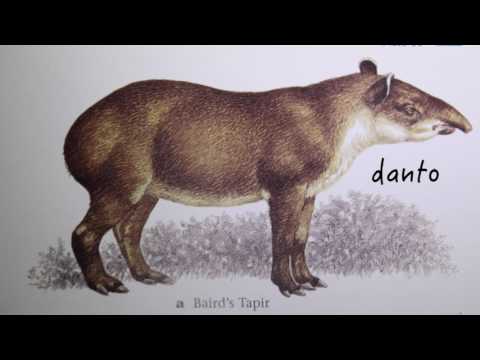 Rainforest Animals: Through Their Eyes (bilinguall Spanish and English)