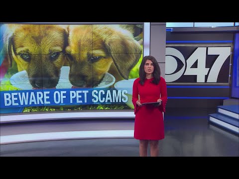 Beware of online pet scams: Here's what to watch for