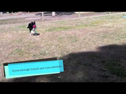 Caroline and Sota Foundation Work at Awesome Paws