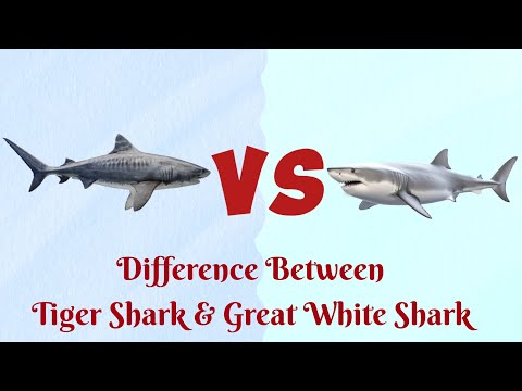 Tiger Shark VS Great White Shark...Who is more Powerful?