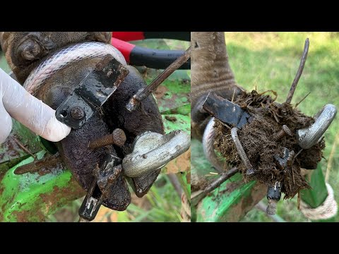 Can This Advanced Hoof Procedure Really Save The Cow?