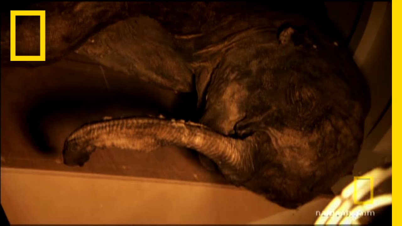 Investigating Baby Mammoth | National Geographic
