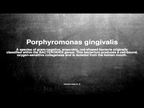 Medical vocabulary: What does Porphyromonas gingivalis mean