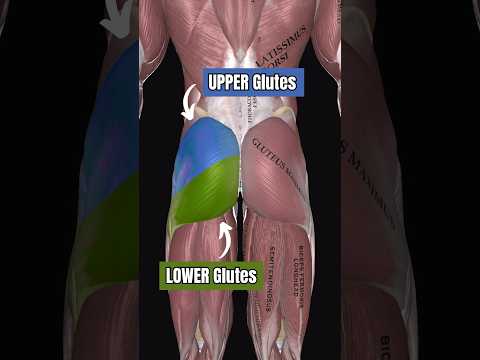 Upper VS Lower Glute Training π₯ #glutes #glutesworkout #bodybuilding #legday #gym