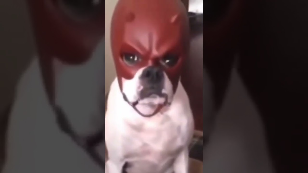 low quality memes v7