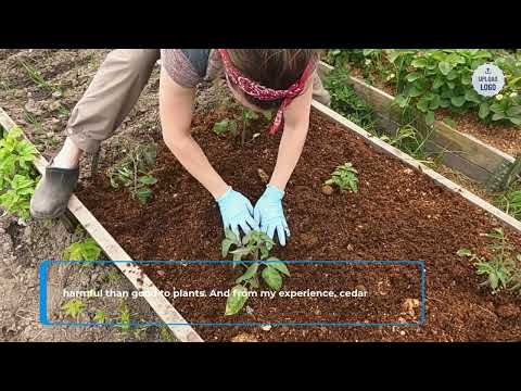 Is cedar mulch bad for plants? Leroy A. Brown #shorts | Lawn Care and Gardening