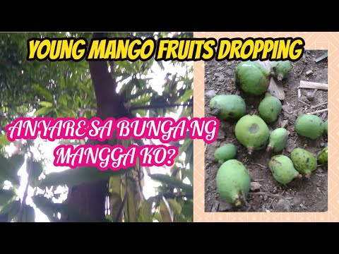 Young Fruit Drop in Mango Part 1 #shorts