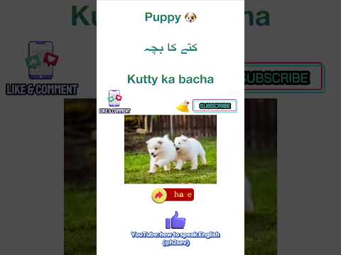 Puppy pronounciation and means in Urdu and Hindi|kuttay ka bacha means in English@h2sev