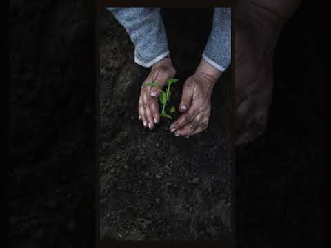 Alluvial Soil #generalknowledge