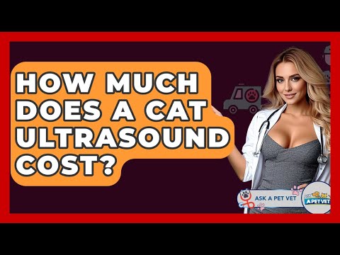 How Much Does A Cat Ultrasound Cost? - Ask A Pet Vet