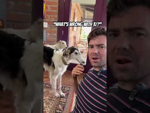 Speak BORZOI - #6 - NUMBERS #borzoi #speaking #howl #lesson #doglife #dogs #SHOT #learning #travel