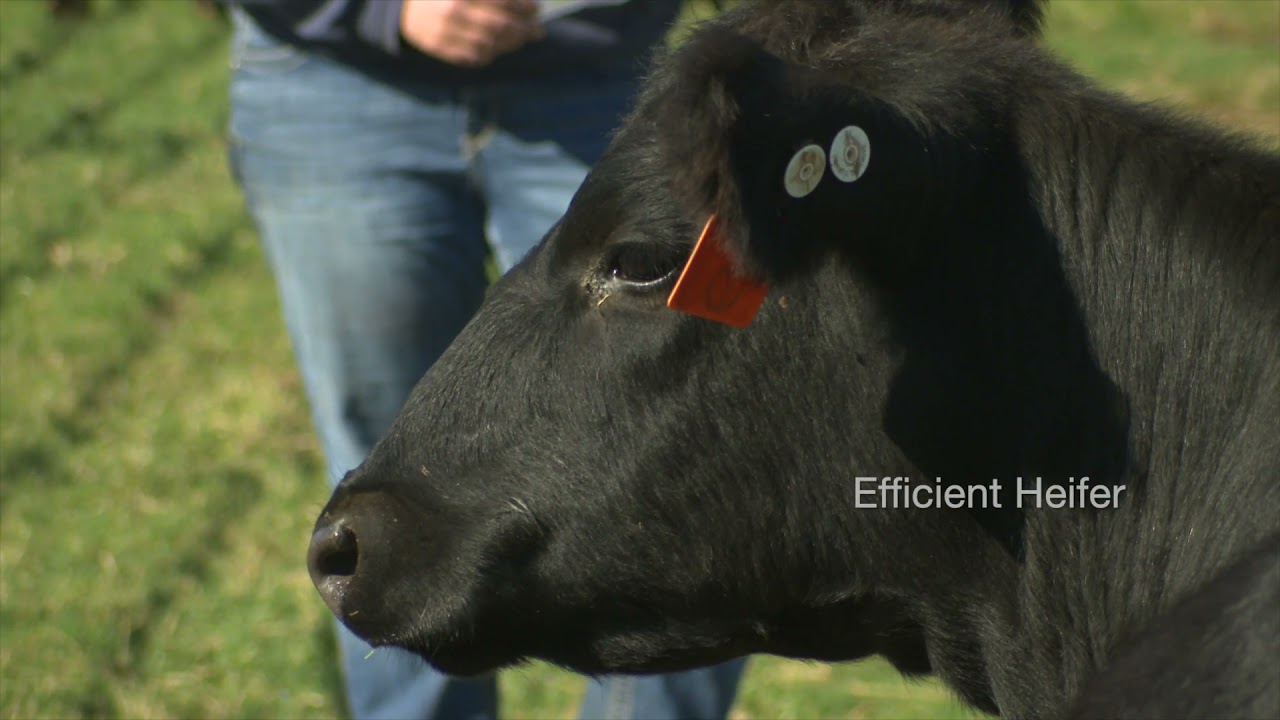 Efficient vs non-efficient heifers