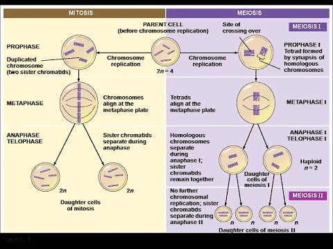 Differences between Meiosis 1 and Meiosis 2 divisions